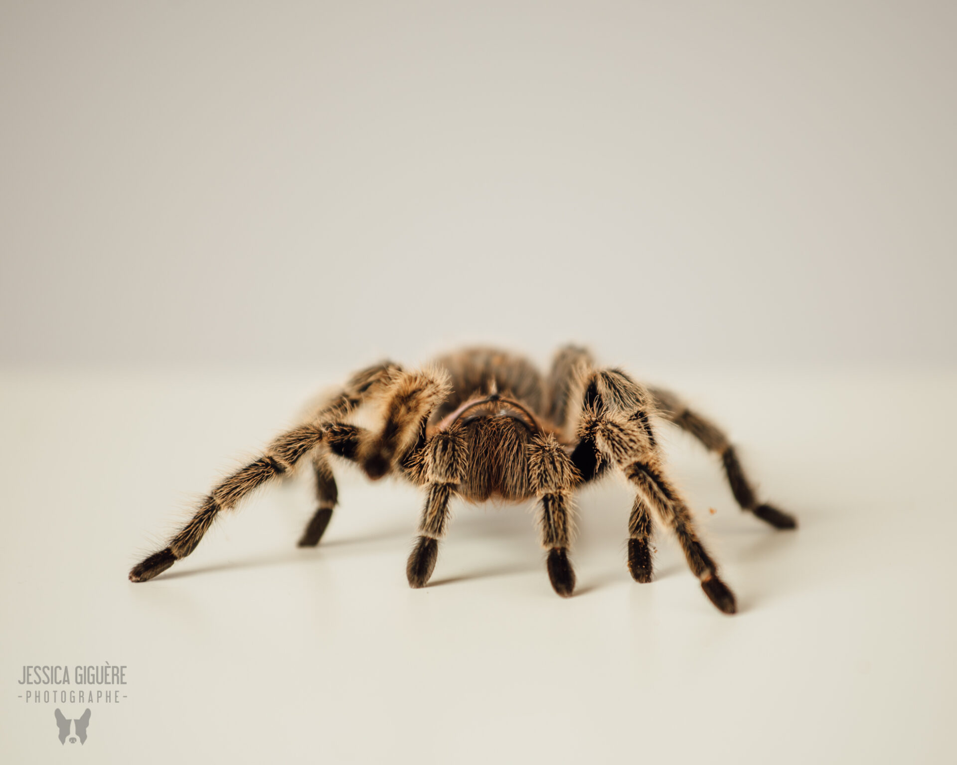 séance photos avec les bibittes de Kayla - Jessica Giguère Photographe ...