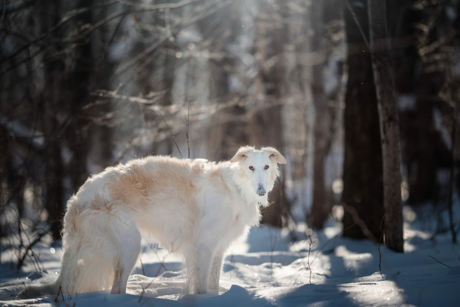 Douha dans toute sa splendeur - Jessica Giguère Photographe animalière